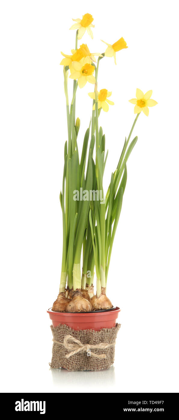 Daffodil in bud Cut Out Stock Images & Pictures - Alamy