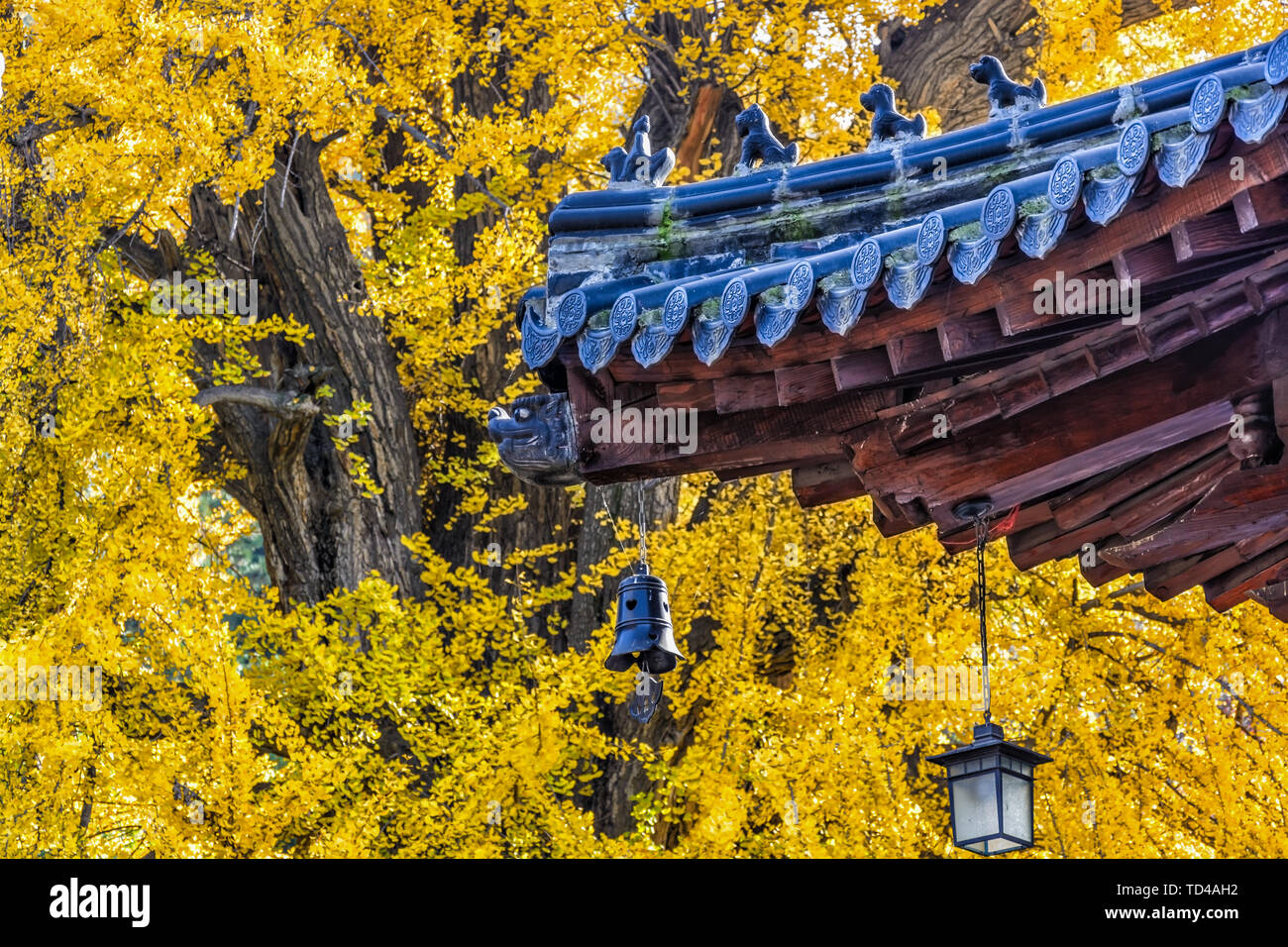 Photographs of the ancient Guanyin Zen Temple in Xi'an City, containing ...