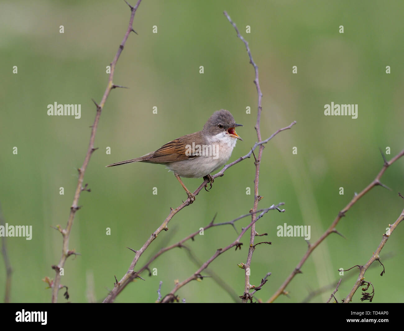 Common whitethroat, Sylvia communis, single bird on branch ...