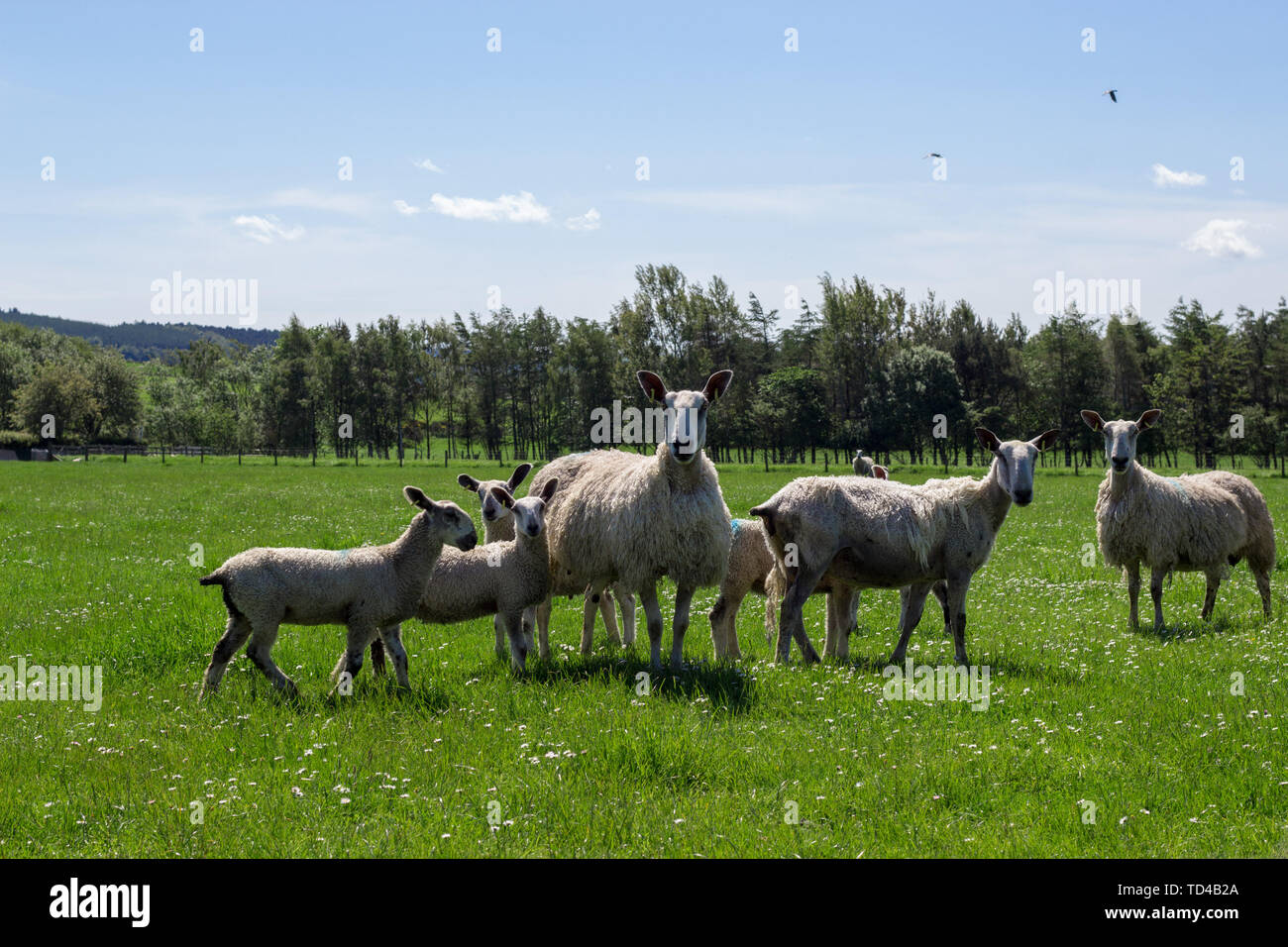 Scottish sheep in field Stock Photo - Alamy