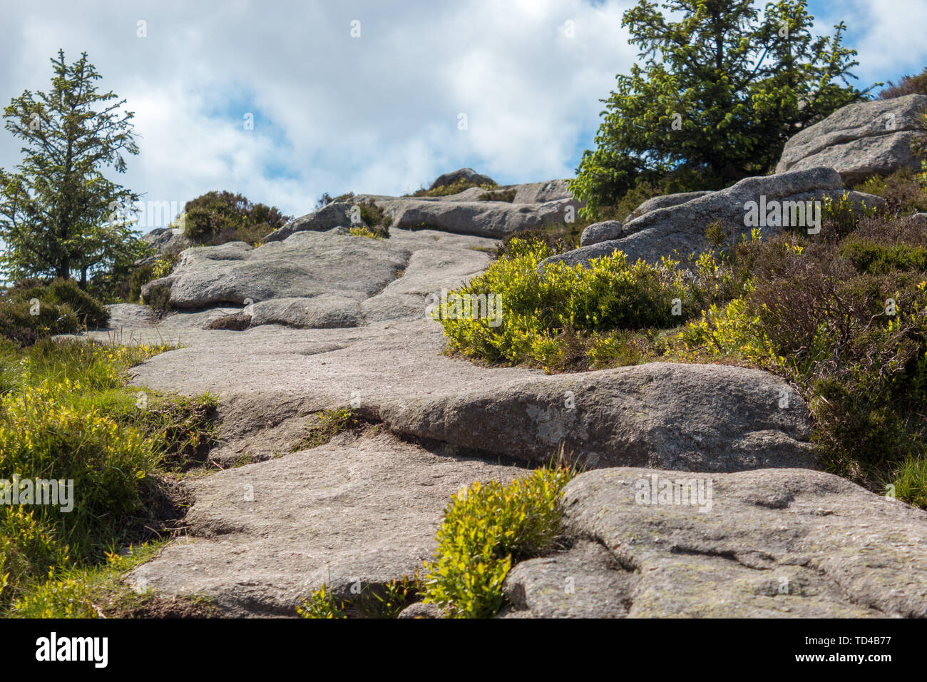 Landscape of the side of Bennachie, Scotland Stock Photo - Alamy
