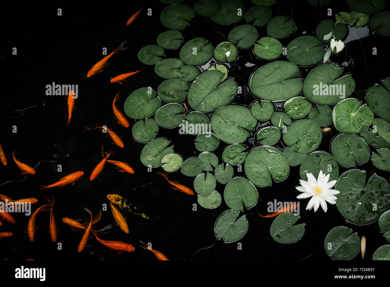 Goldfish and lotus flowers Stock Photo - Alamy