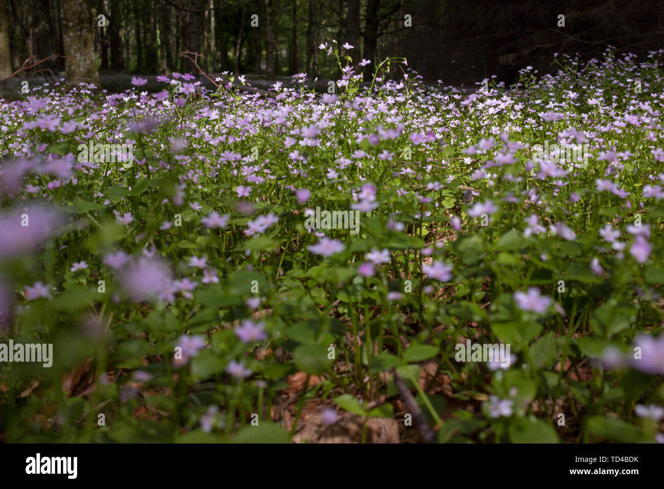 Purple forest flowers in Scotland Stock Photo - Alamy