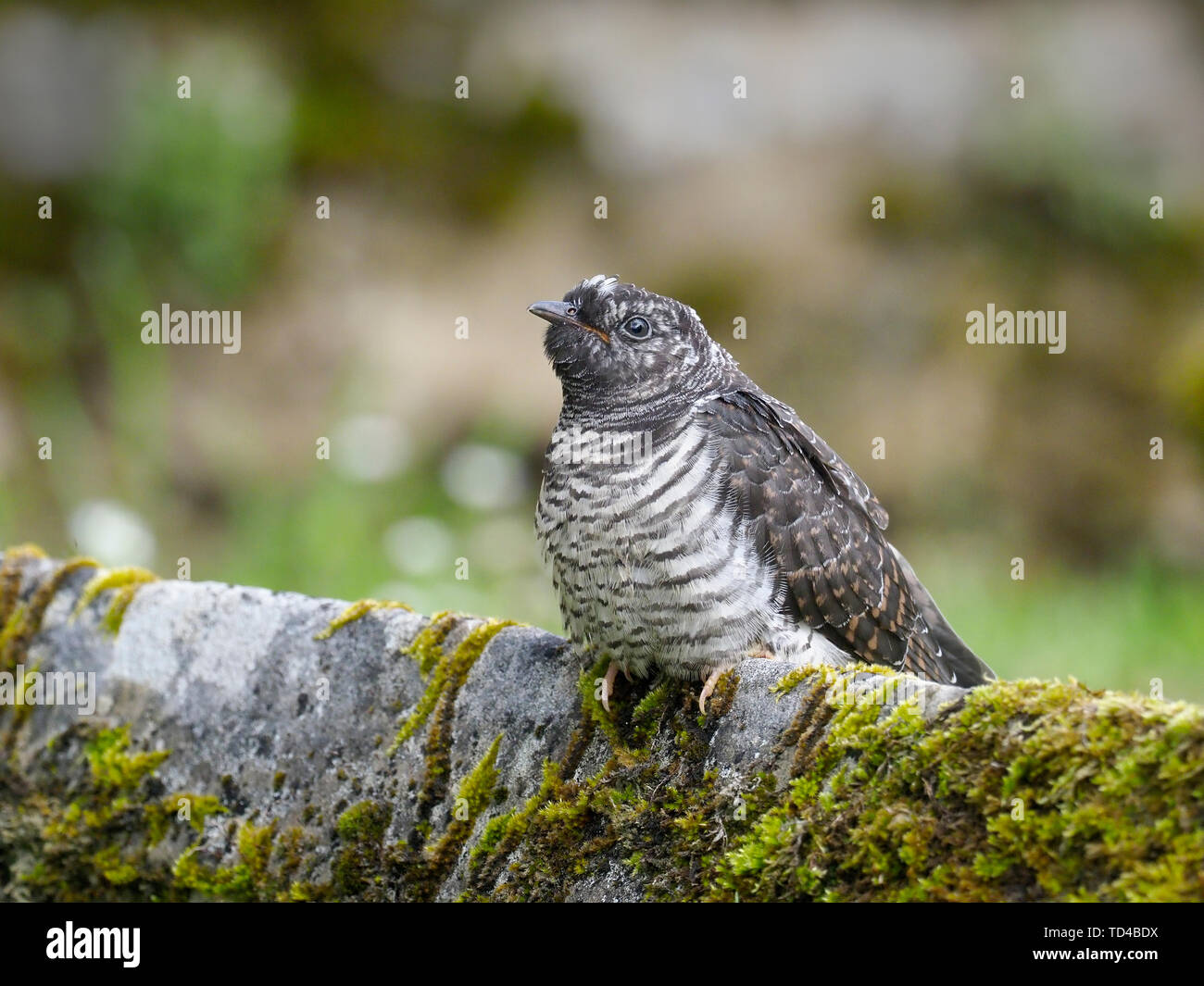 Cuckoo, Cuculus canorus, young bird on stone wall, Warwickshire June ...