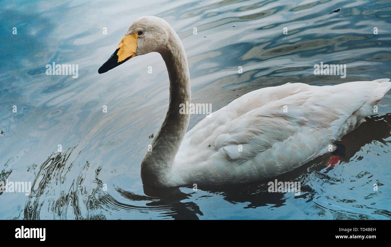 Poultry beaks and wild swans hi-res stock photography and images - Alamy