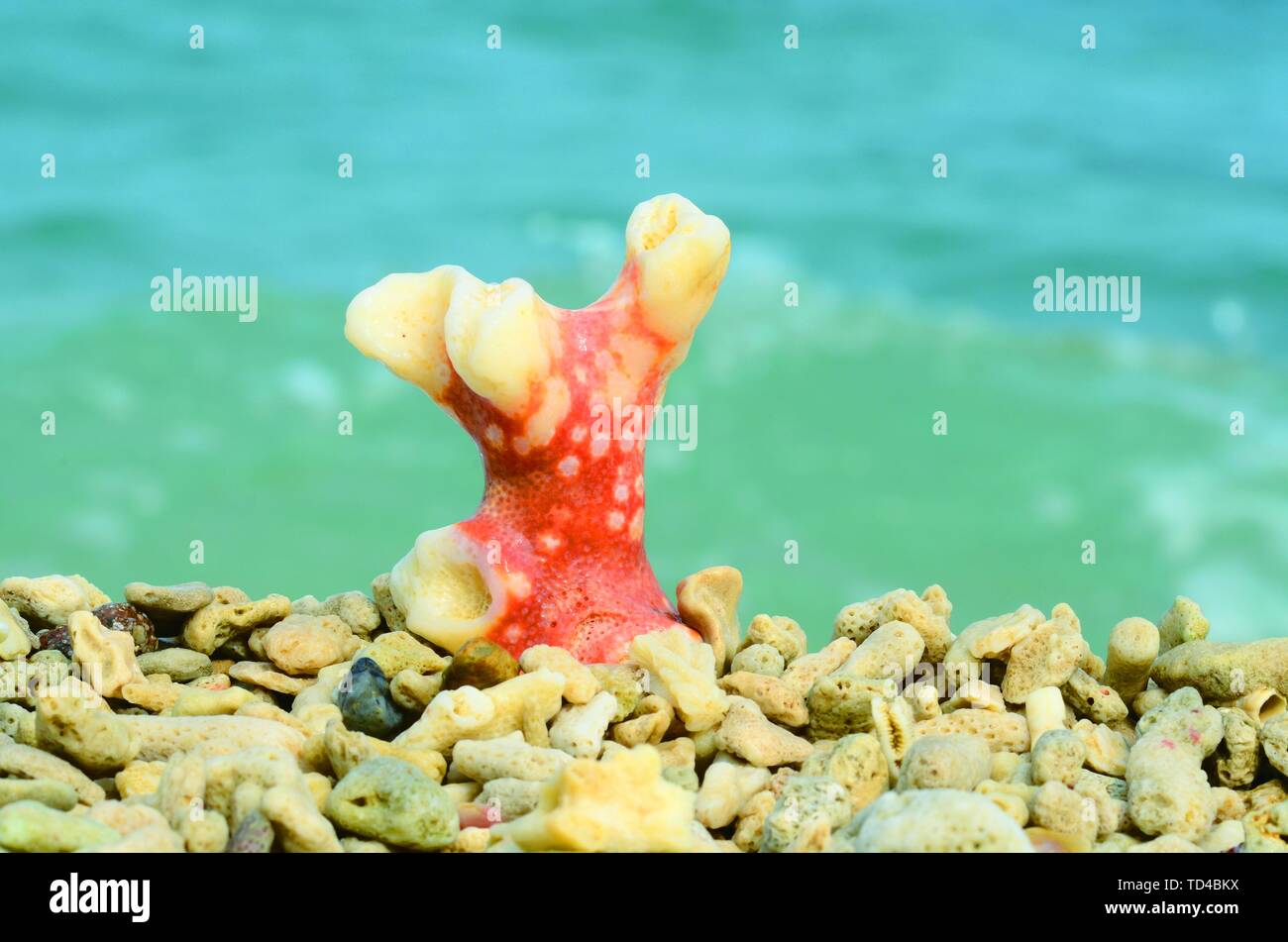 Corals and shells by the sea Stock Photo - Alamy