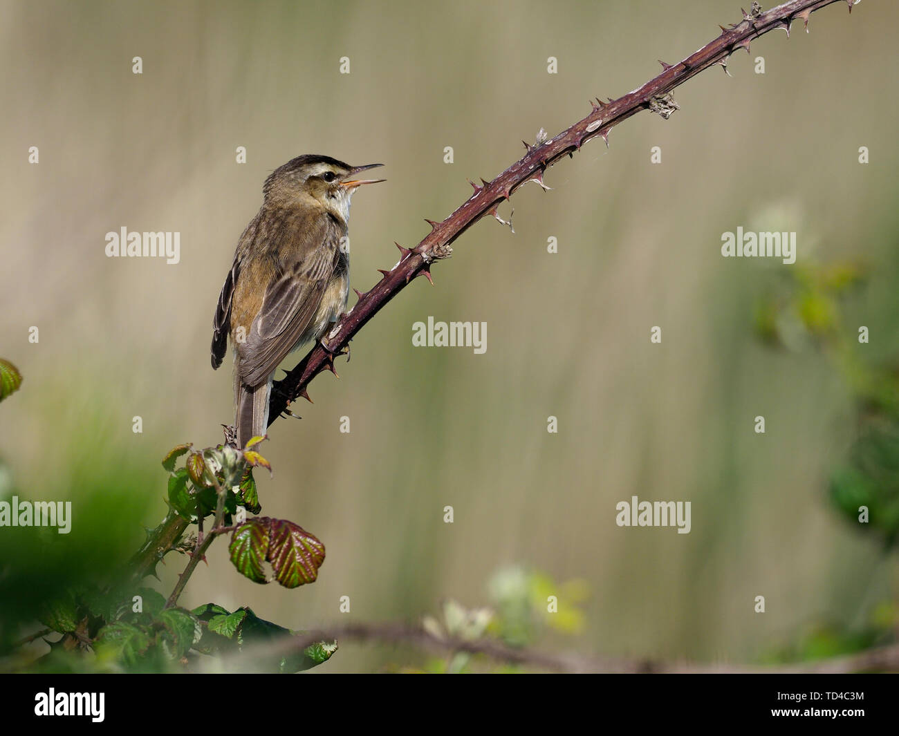 Sedge warbler, Acrocephalus schoenobaenus, single bird on perch ...