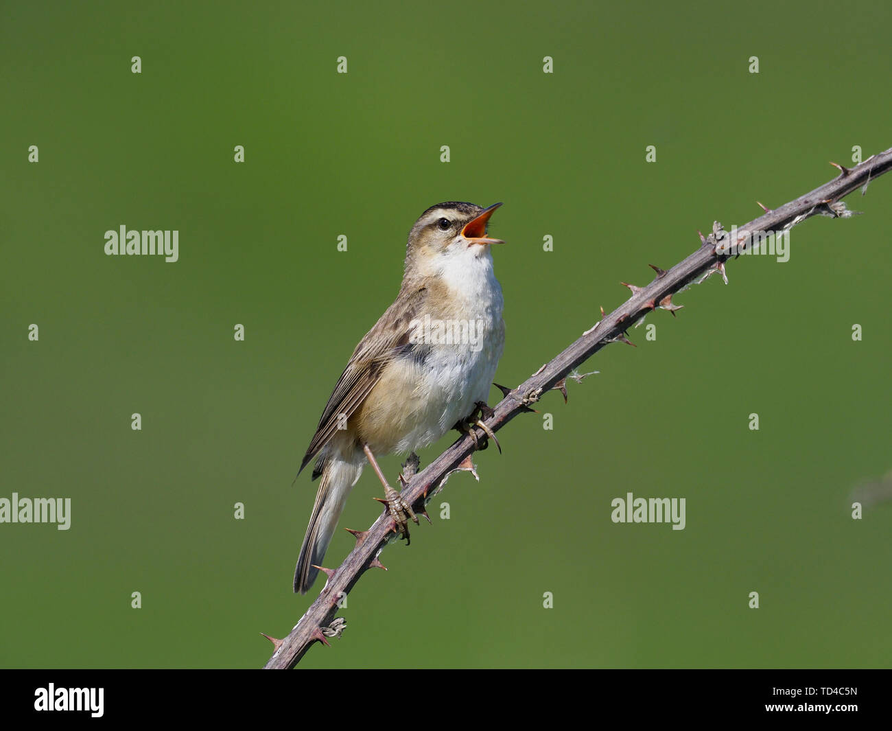 Sedge warbler, Acrocephalus schoenobaenus, single bird on perch, Warwickshire June 2019 Stock ...