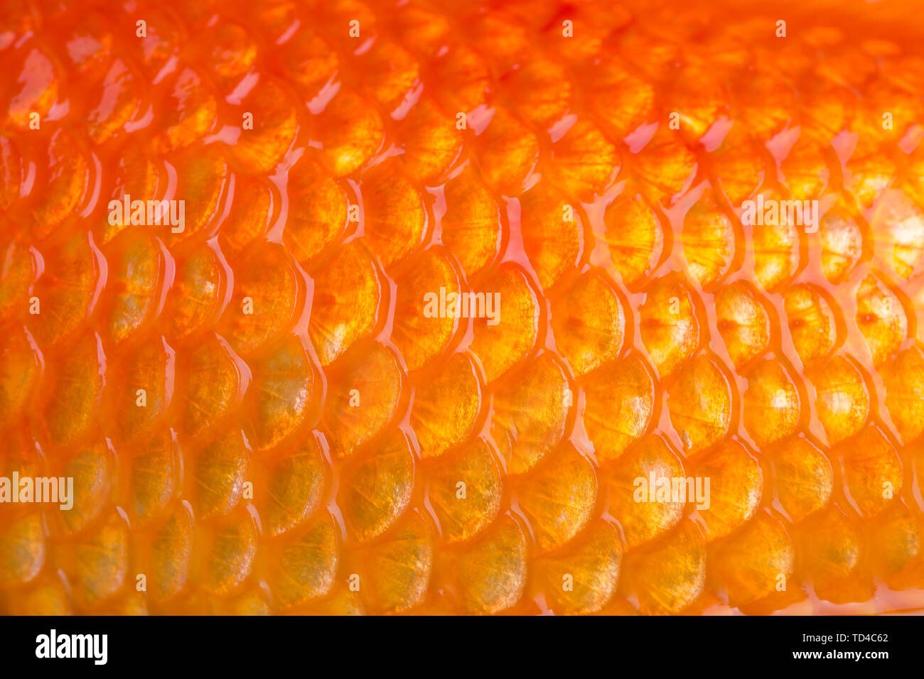 Goldfish close up hi-res stock photography and images - Alamy