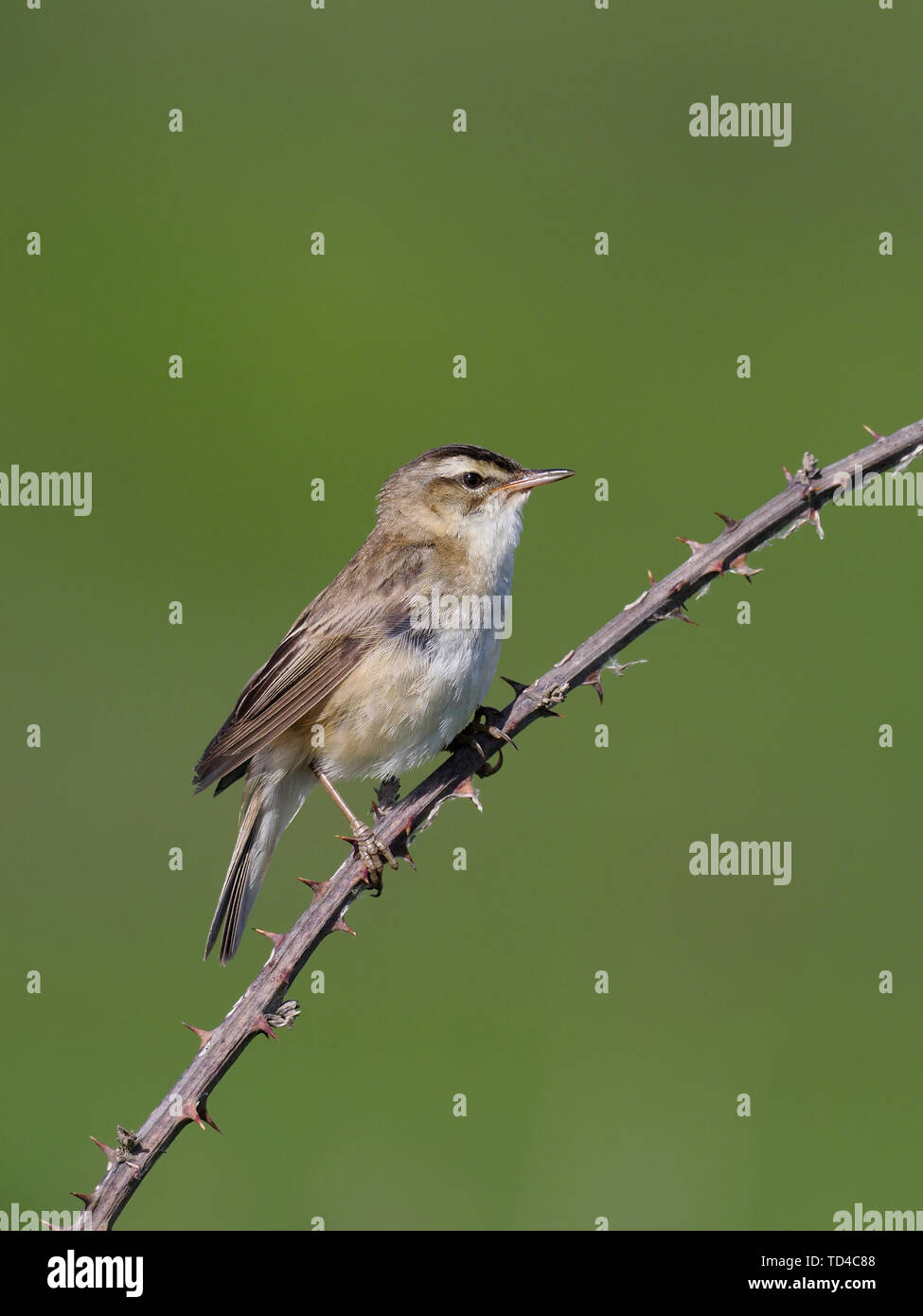 Sedge warbler 2019 hi-res stock photography and images - Alamy