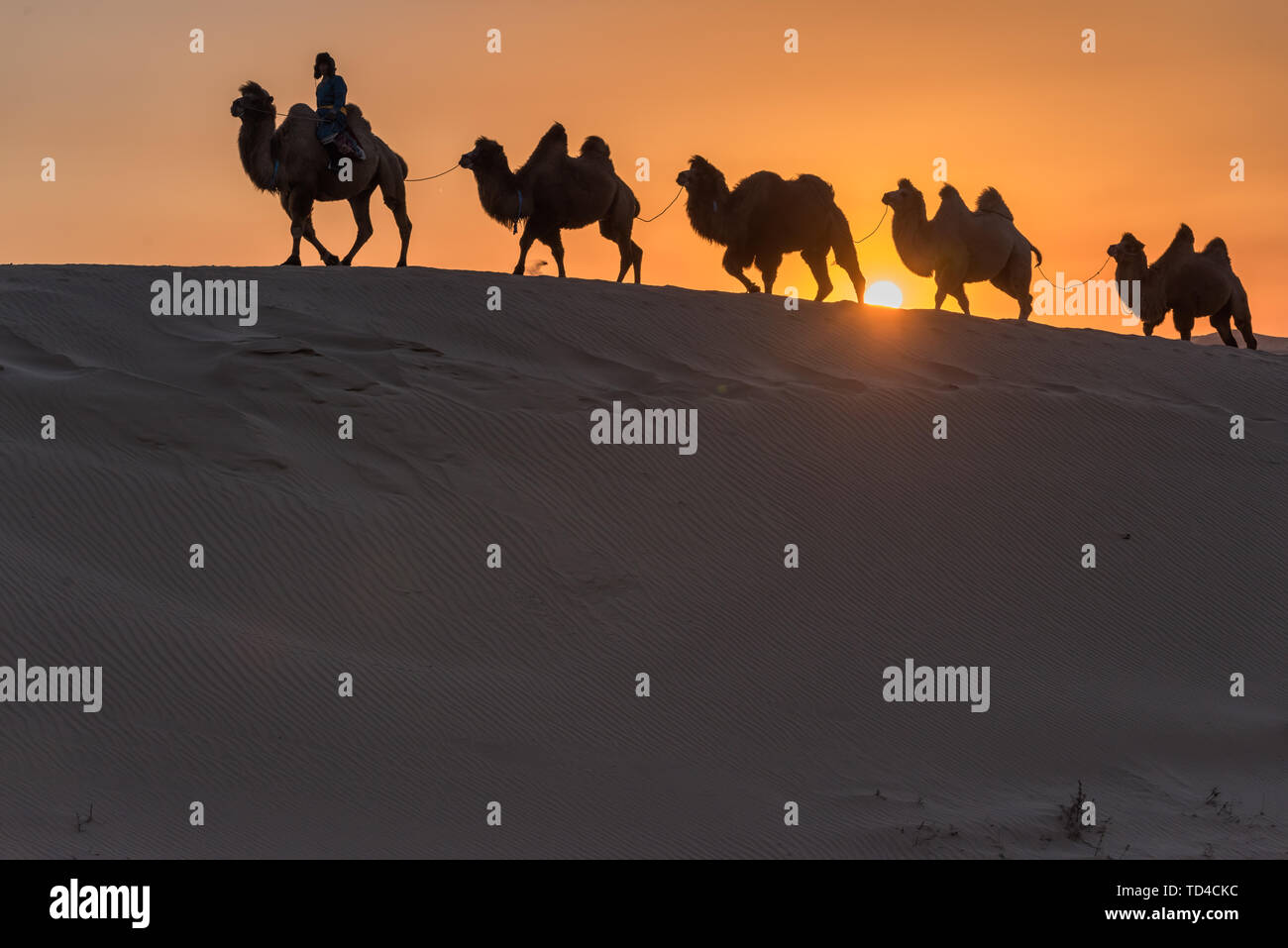 Red sun camels hi-res stock photography and images - Alamy