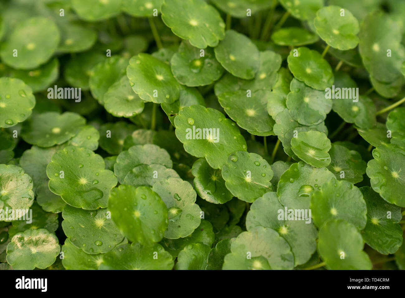 Coppergrass hi-res stock photography and images - Alamy