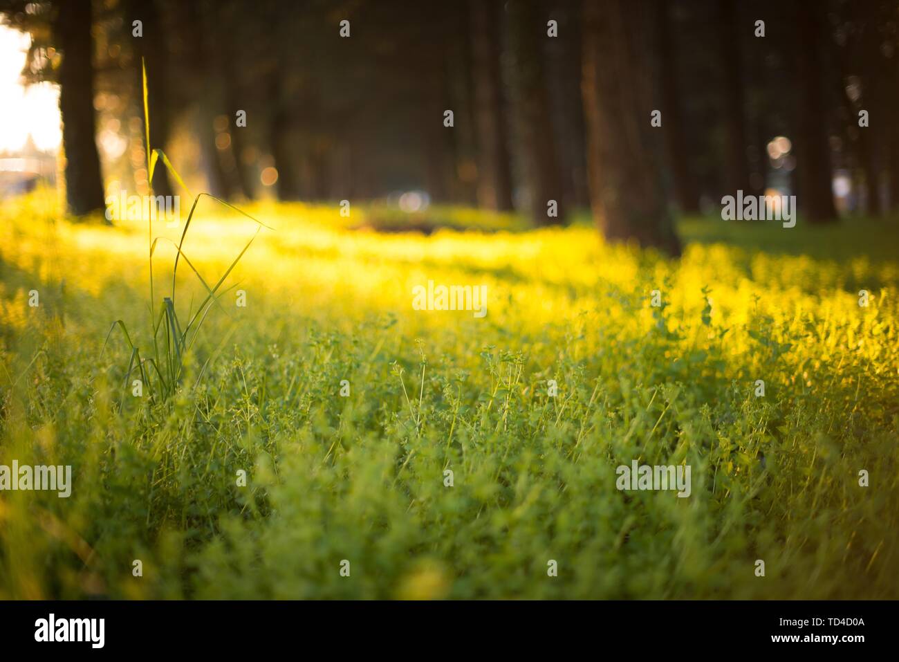 full of vigor and vitality Stock Photo - Alamy