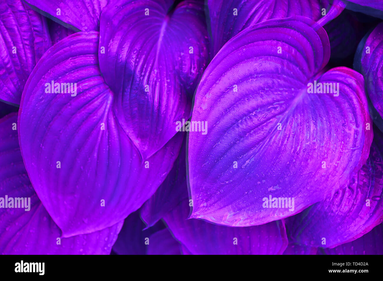 Neon leaves hi-res stock photography and images - Alamy