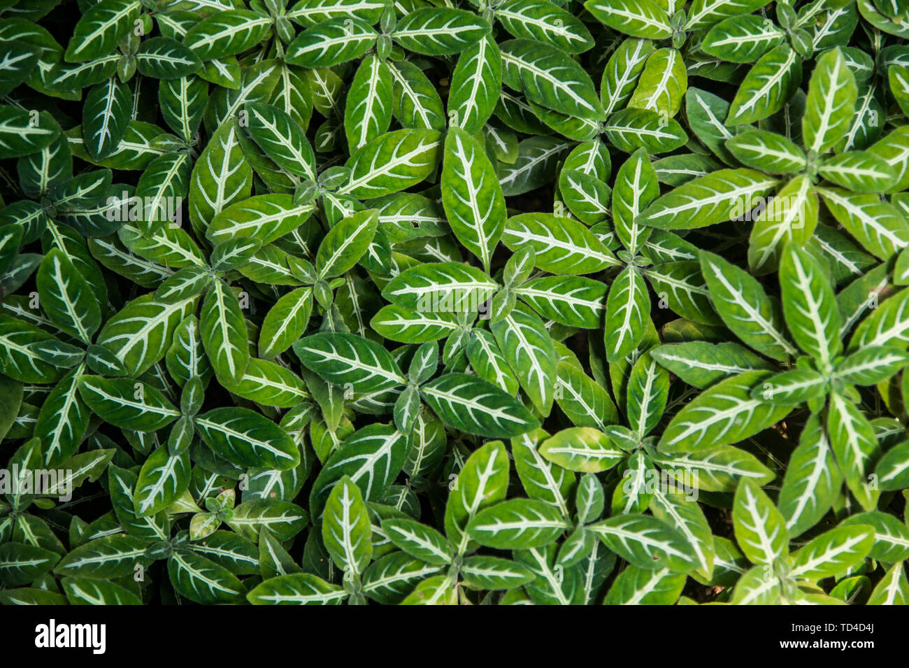 The intersecting leaves of green plants Stock Photo - Alamy