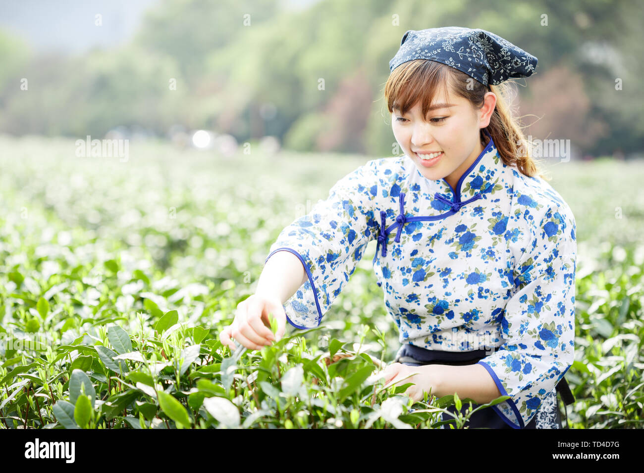 Asian pretty tea - amazing girl in photography Stock Photo - Alamy