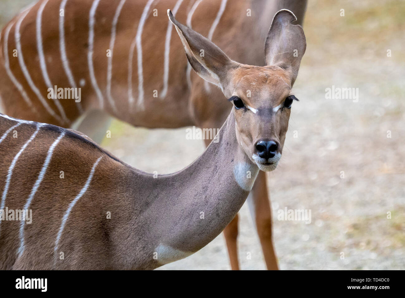 Lesser Kudu (Tragelaphus Imberbis), small antelope Stock Photo - Alamy