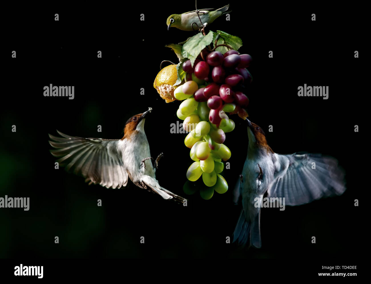 Birds foraging moments Stock Photo - Alamy