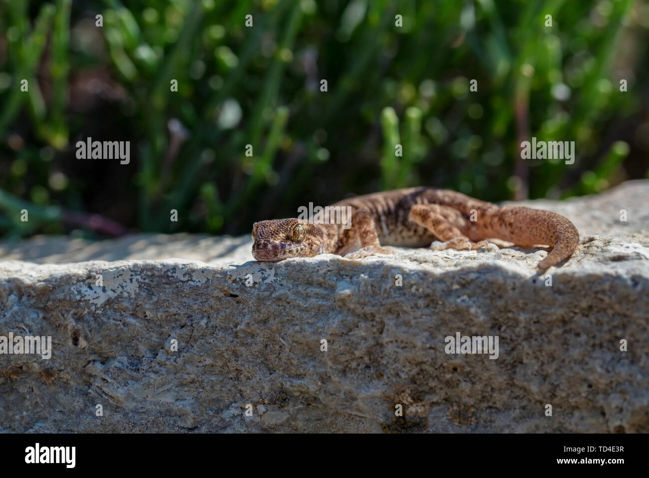 Close up cute small Even-fingered gecko genus Alsophylax on stone Stock ...