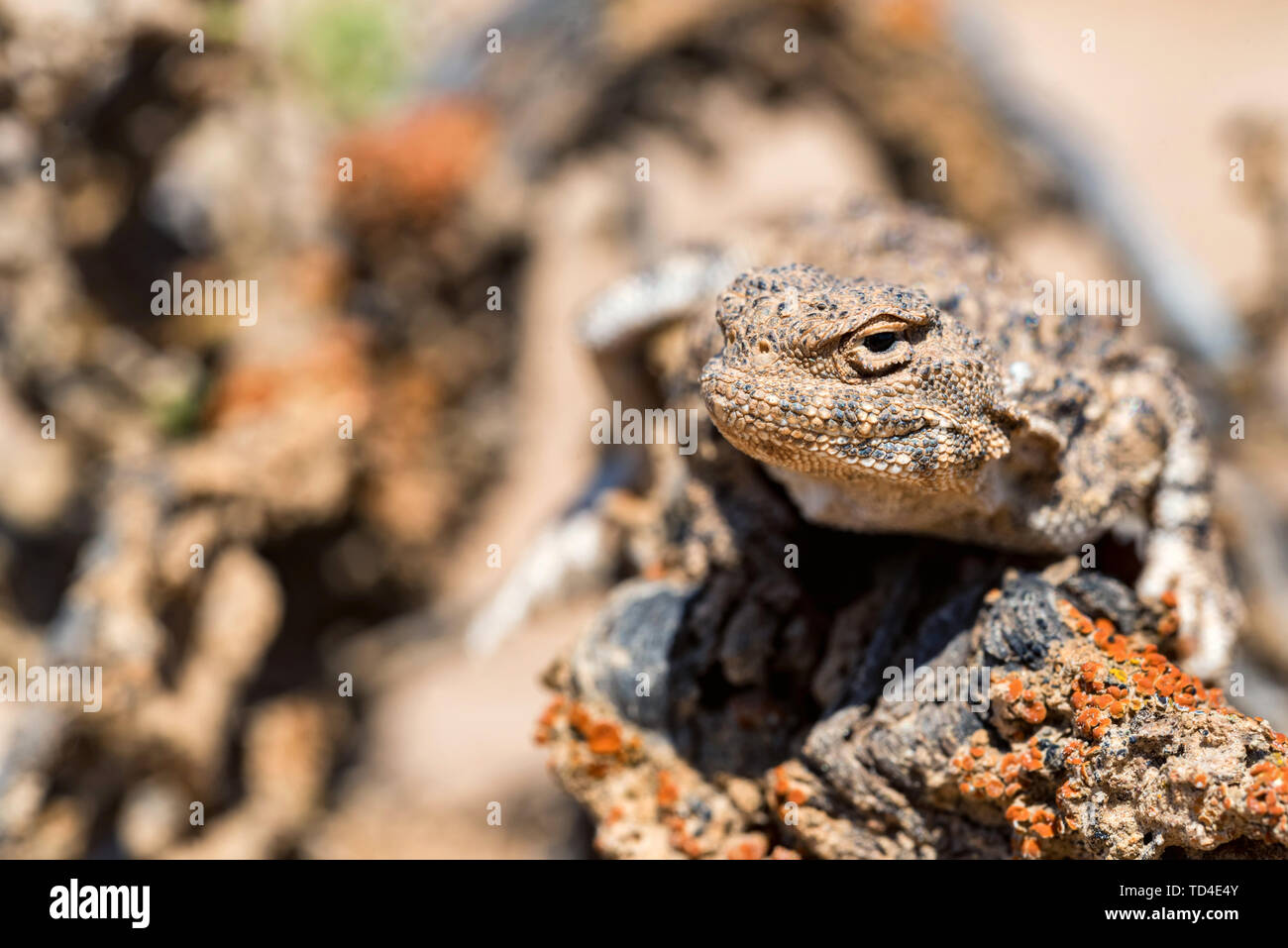 Close portrait of Phrynocephalus helioscopus agama in nature Stock ...