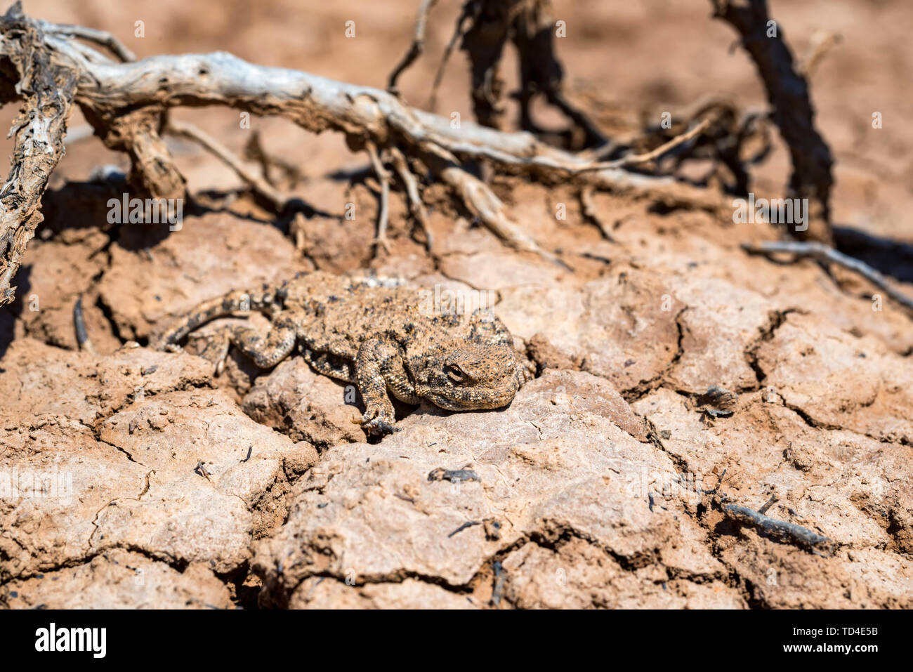 Close portrait of Phrynocephalus helioscopus agama in nature Stock ...