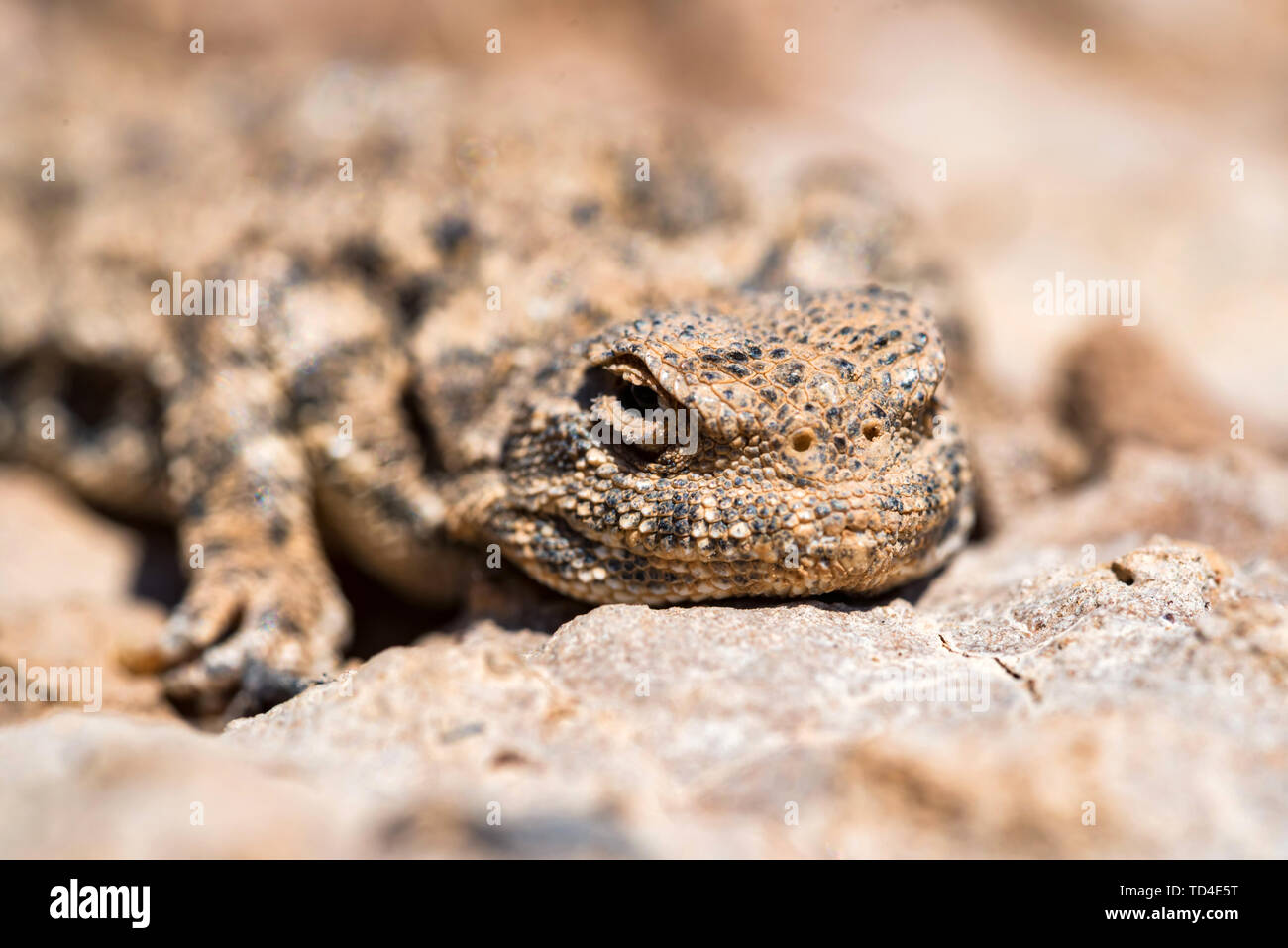 Close portrait of Phrynocephalus helioscopus agama in nature Stock ...