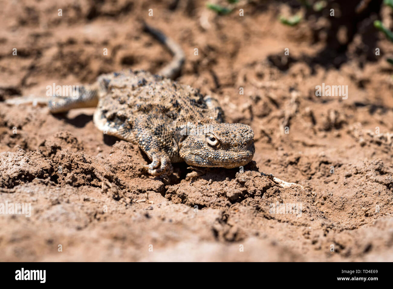 Close portrait of Phrynocephalus helioscopus agama in nature Stock ...