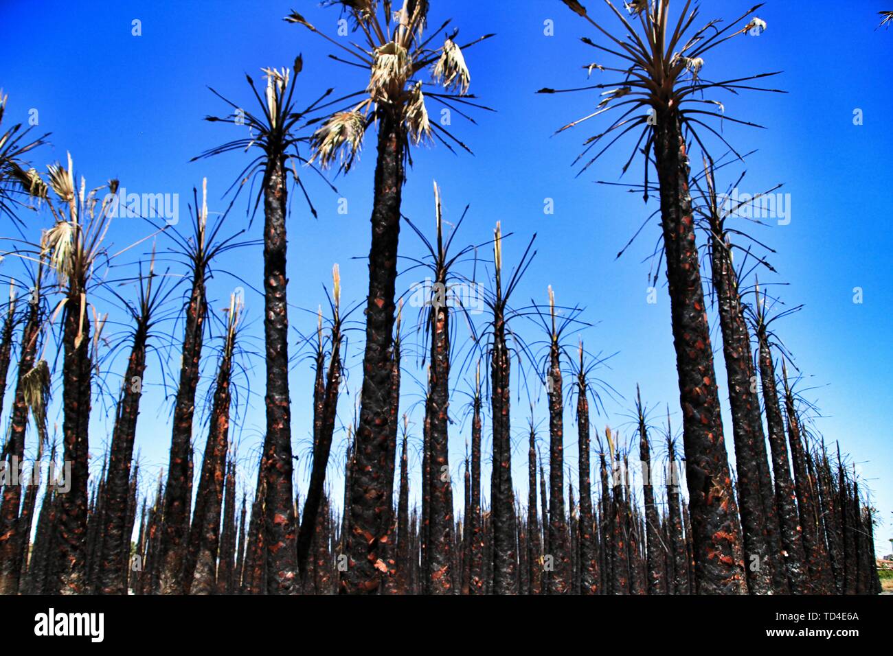 Californian palm trees burned by fire in a palm orchard in Spain Stock ...