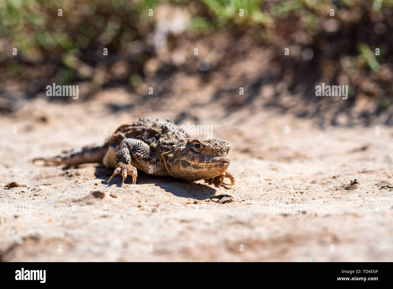 Close portrait of Phrynocephalus helioscopus agama in nature Stock ...