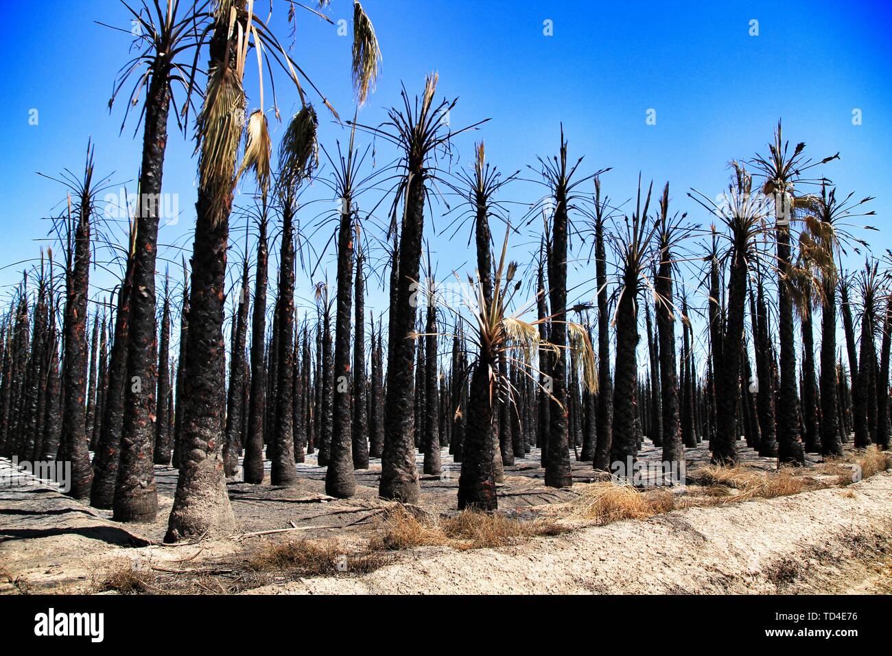 Palm tree burning flame hi-res stock photography and images - Alamy