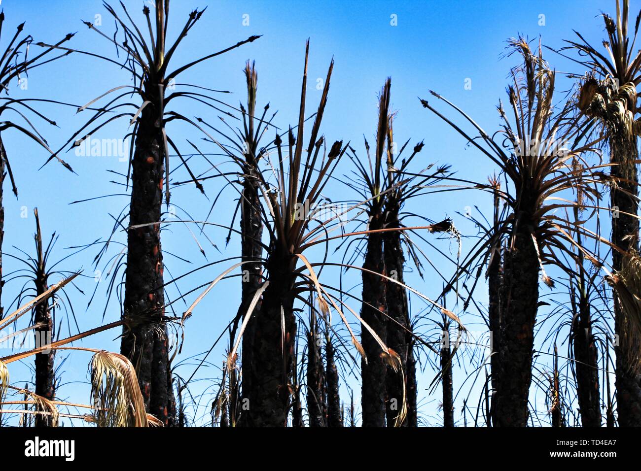 Californian palm trees burned by fire in a palm orchard in Spain Stock ...