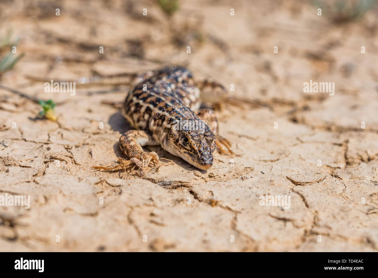 Arguta eremias arguta hi-res stock photography and images - Alamy