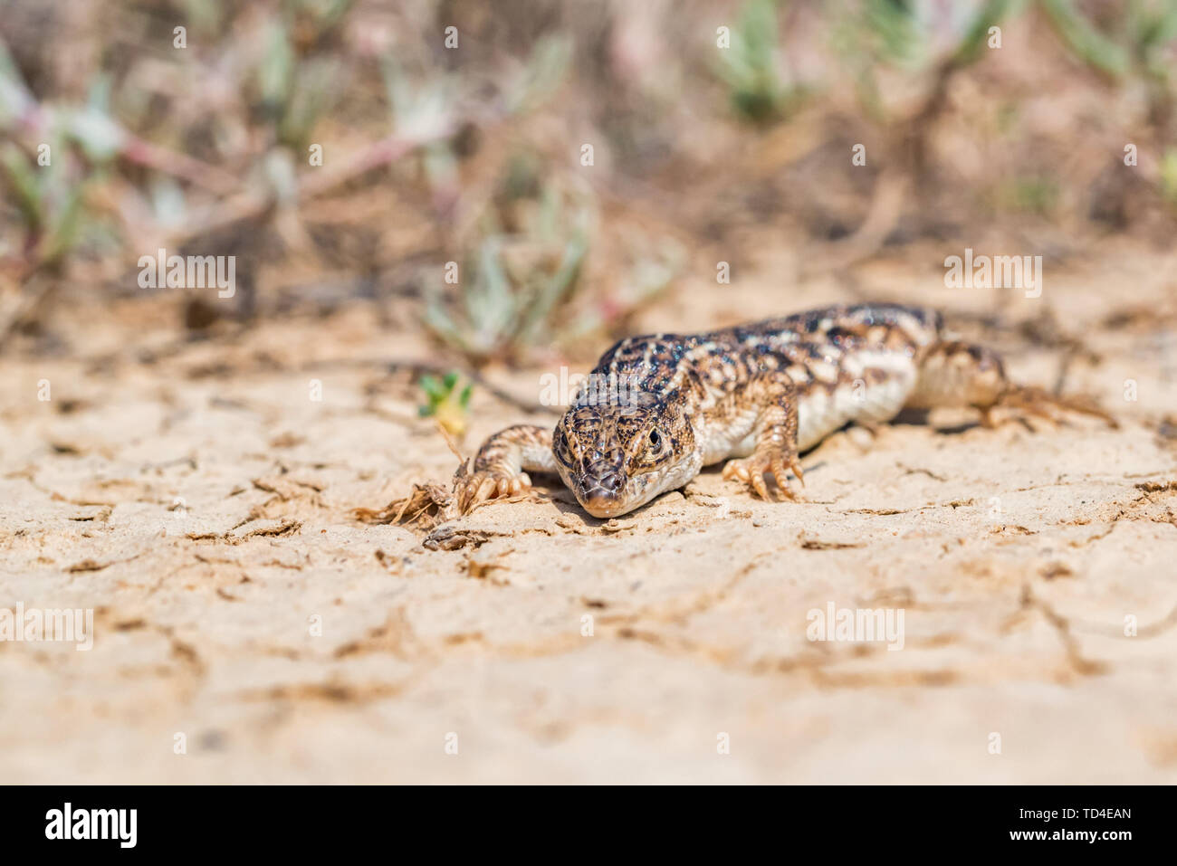 Arguta eremias arguta hi-res stock photography and images - Alamy