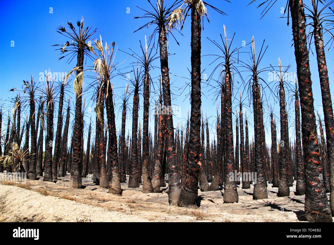 Californian palm trees burned by fire in a palm orchard in Spain Stock ...
