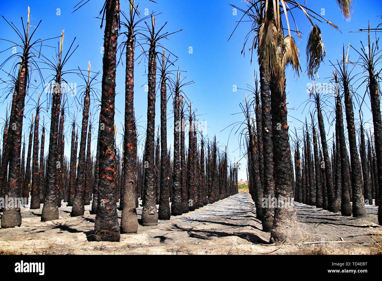Californian palm trees burned by fire in a palm orchard in Spain Stock ...