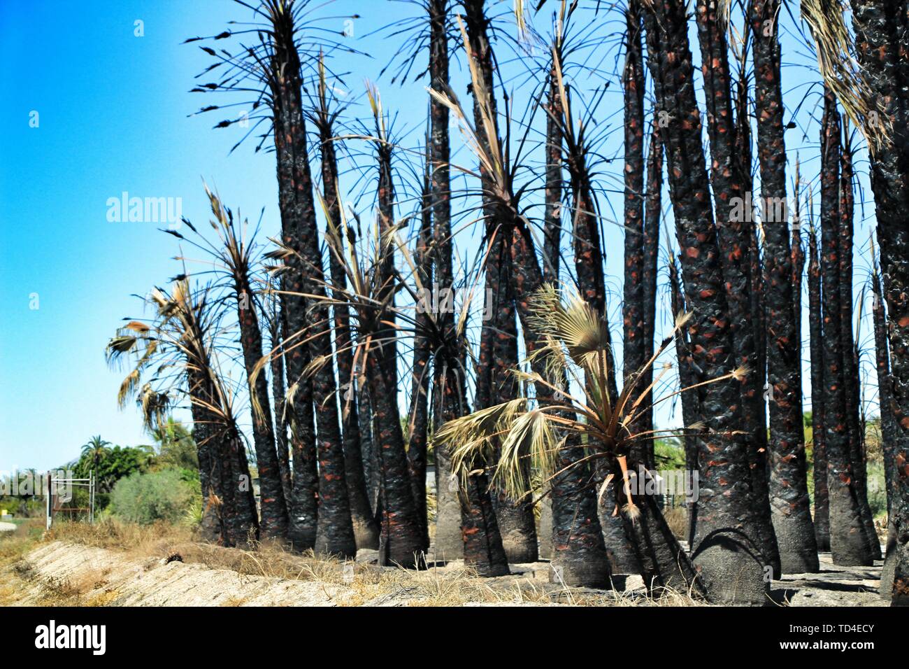 Tropical forest in fire as a natural disaster hi-res stock photography ...