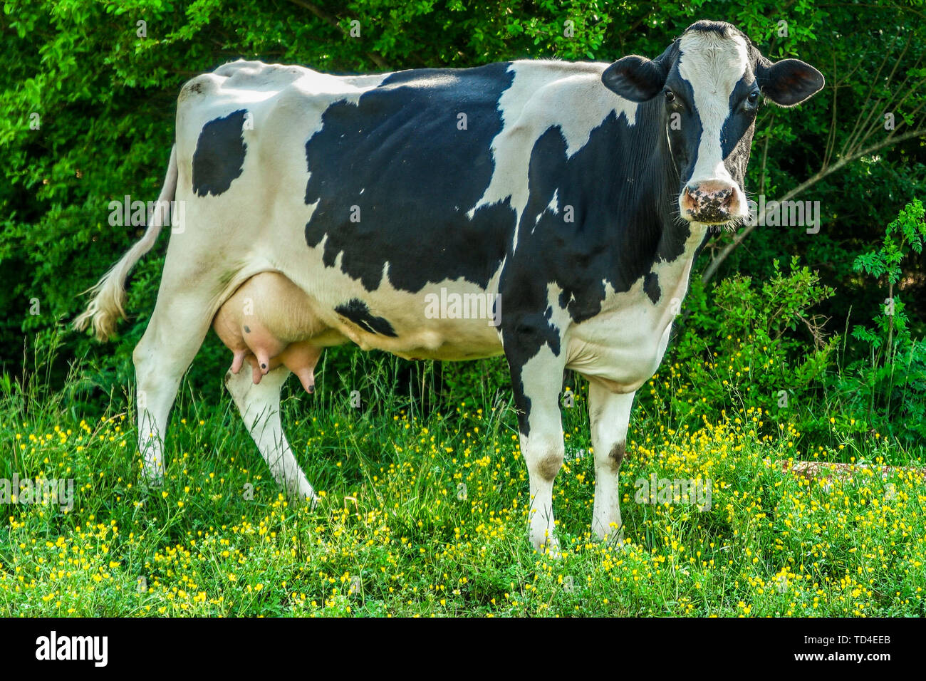 A black and white dairy cow standing in the farm field Stock Photo - Alamy