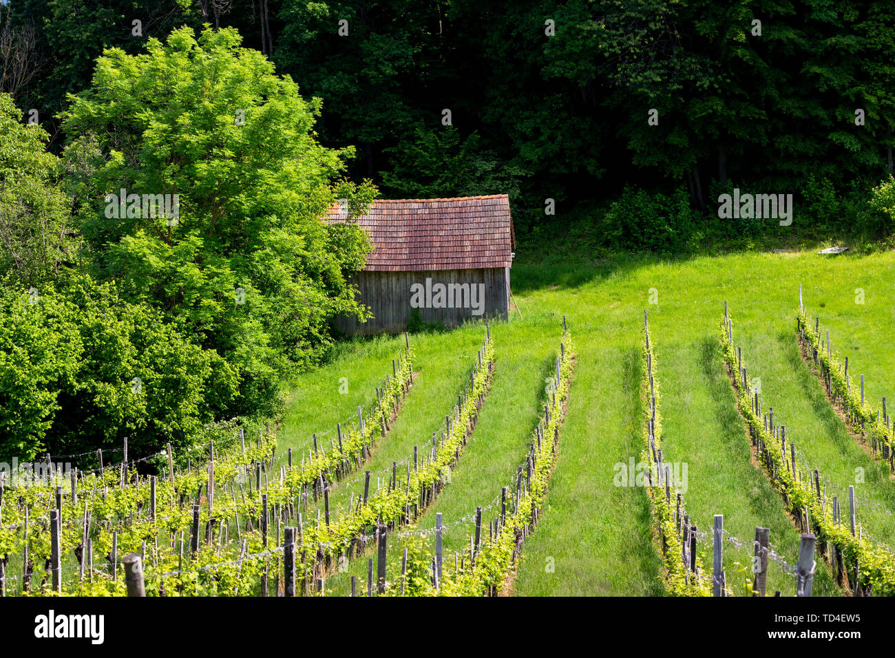 vineyard at the Austrian Slovenian border in Styria Stock Photo - Alamy