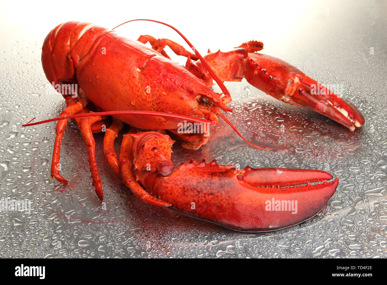 Red lobster on grey background Stock Photo - Alamy