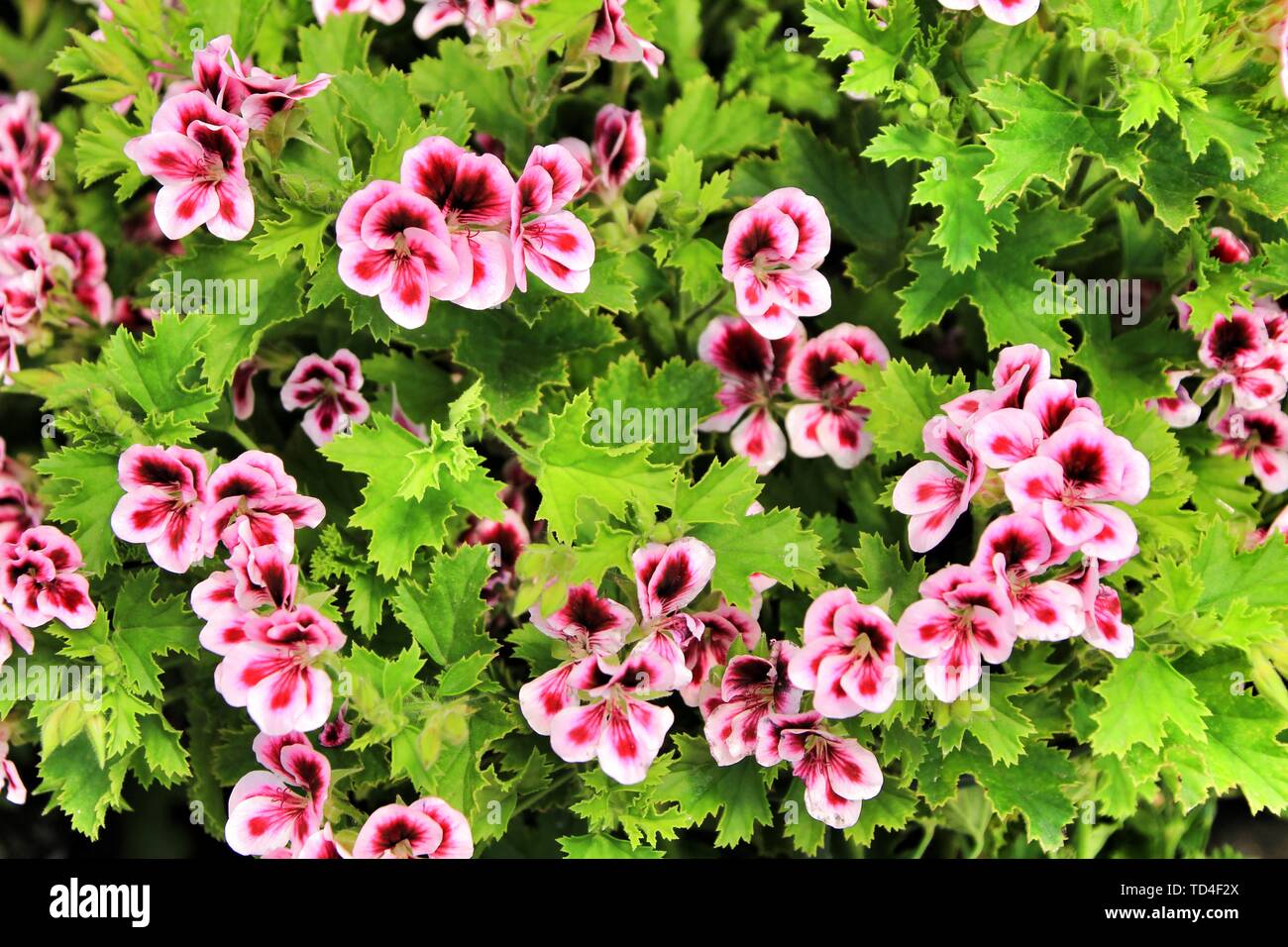 Beautiful and Scented Geranium Pelargonium Crispum plant in the garden ...