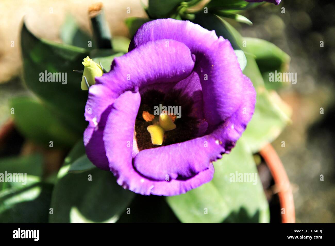 Beautiful Eustoma purple flowers in the garden in Spring Stock Photo ...