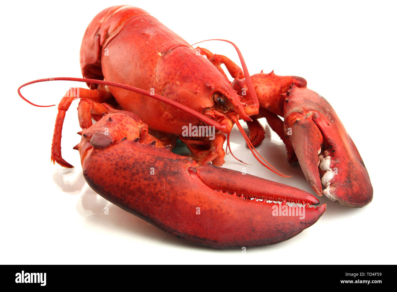 Red lobster isolated on white Stock Photo - Alamy