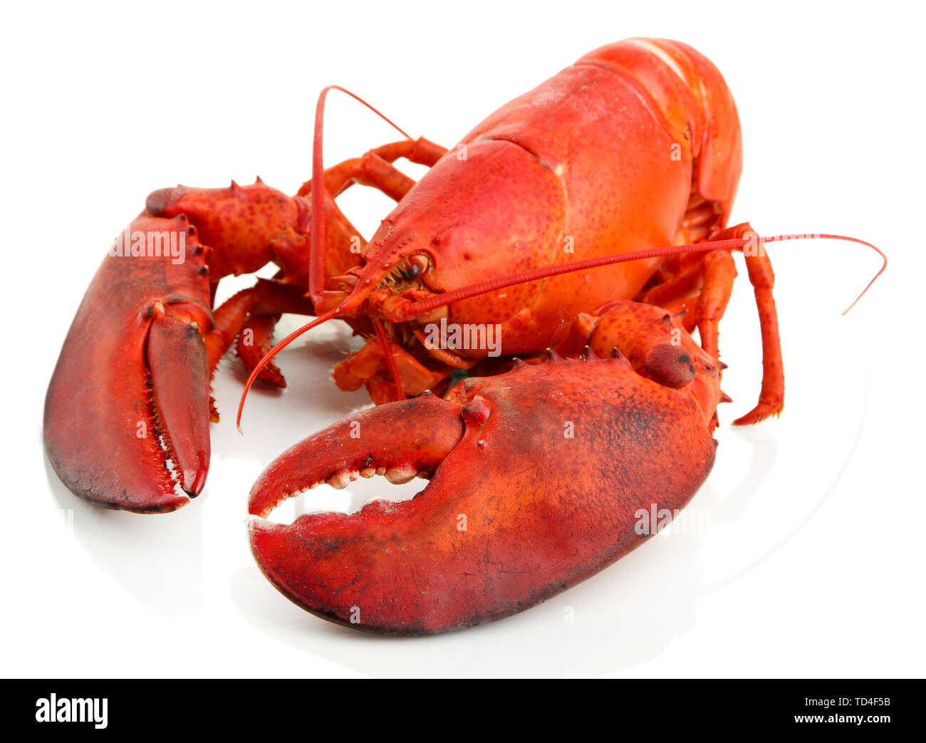 Red lobster isolated on white Stock Photo - Alamy