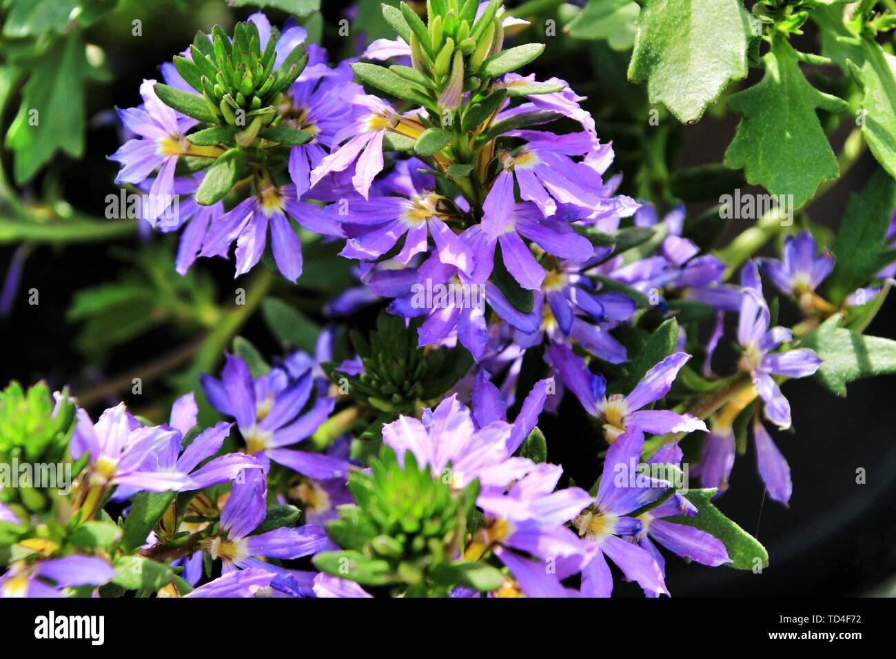 Fan Flower Scaevola Aemula Flowers High Resolution Stock Photography ...