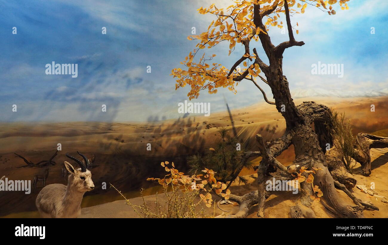 Museum of Nature, African Prairie Stock Photo - Alamy