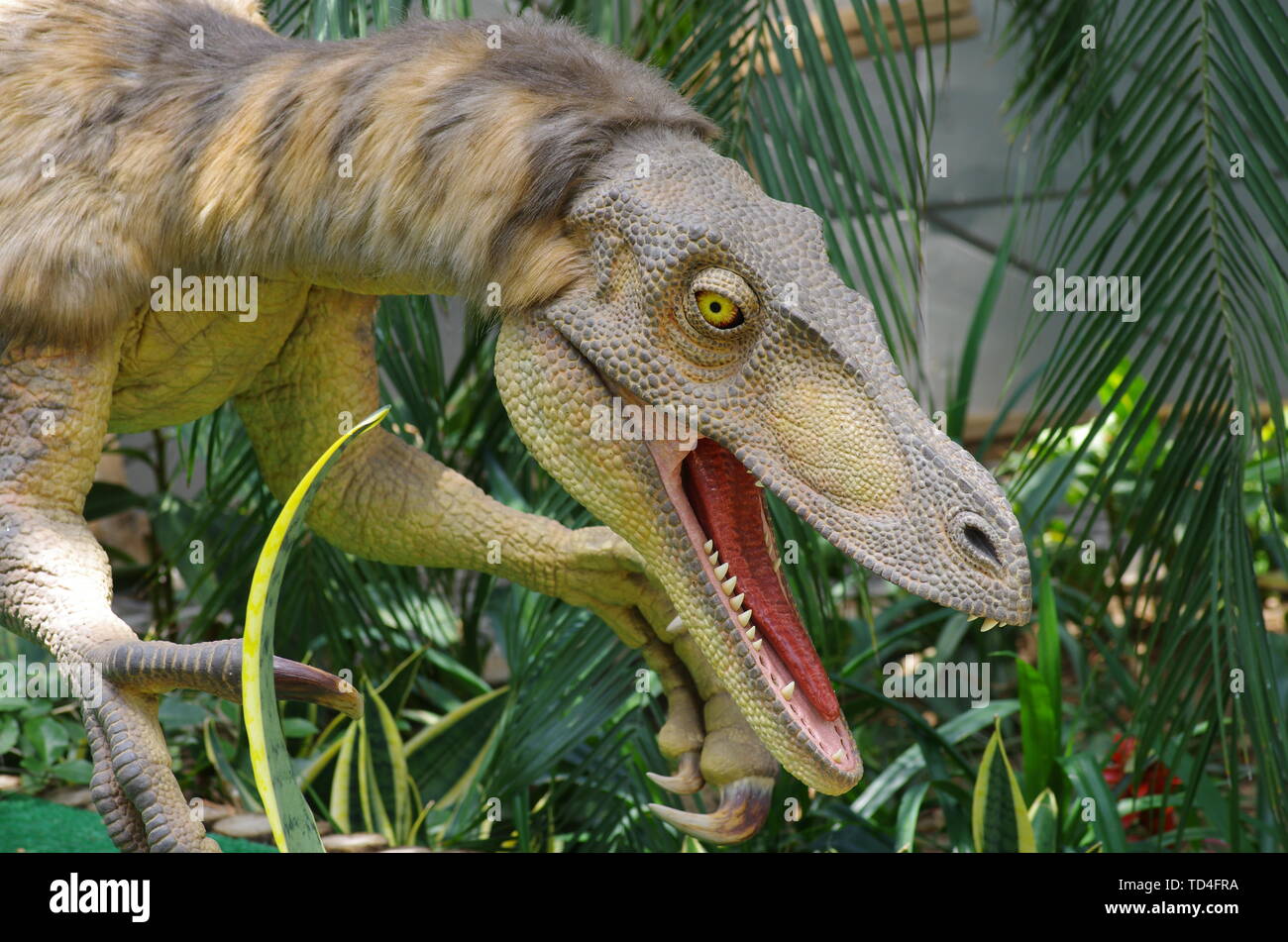 Chinese dinosaurs hi-res stock photography and images - Alamy