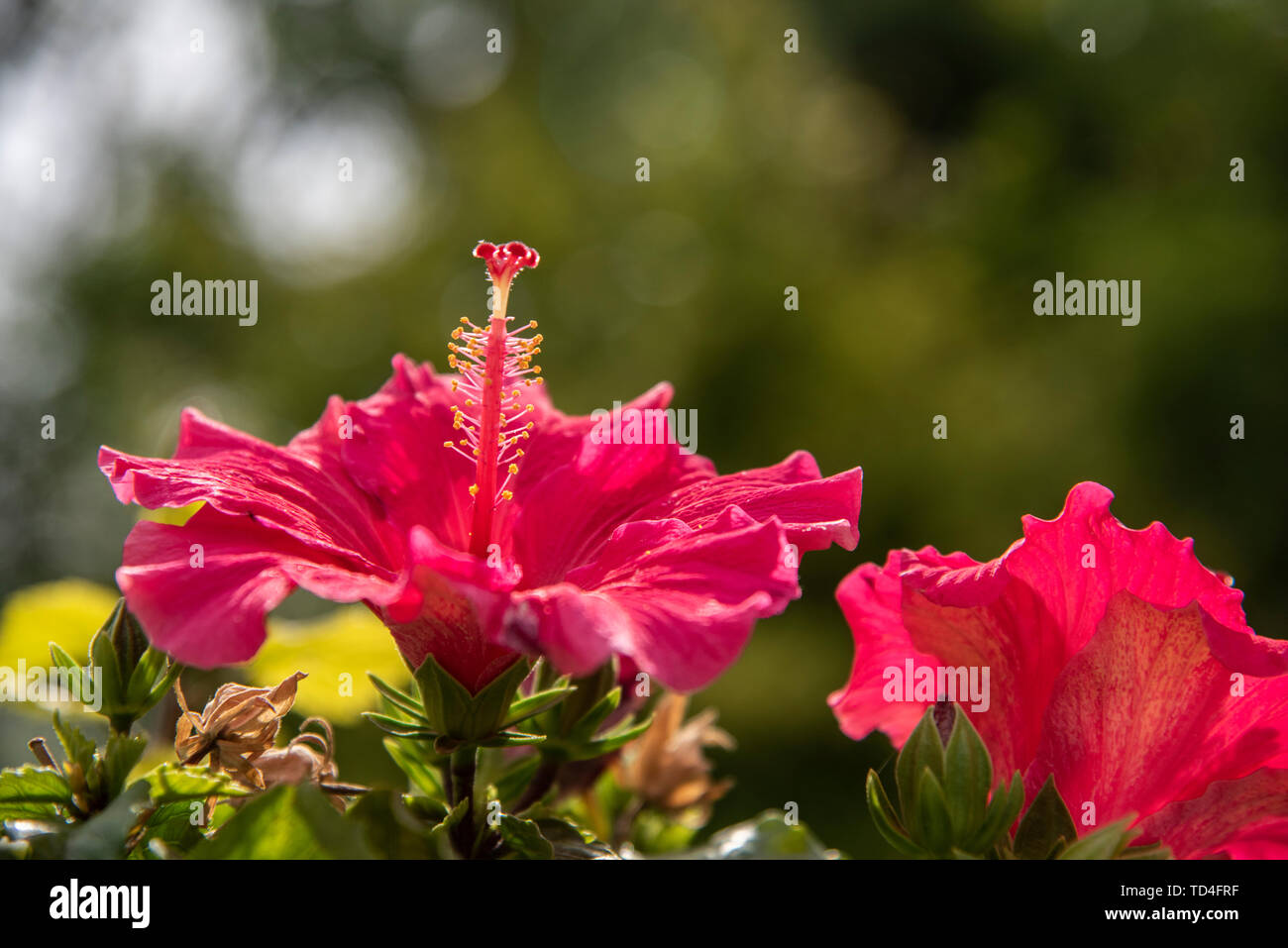 Beautiful Zhu Flower material Stock Photo - Alamy