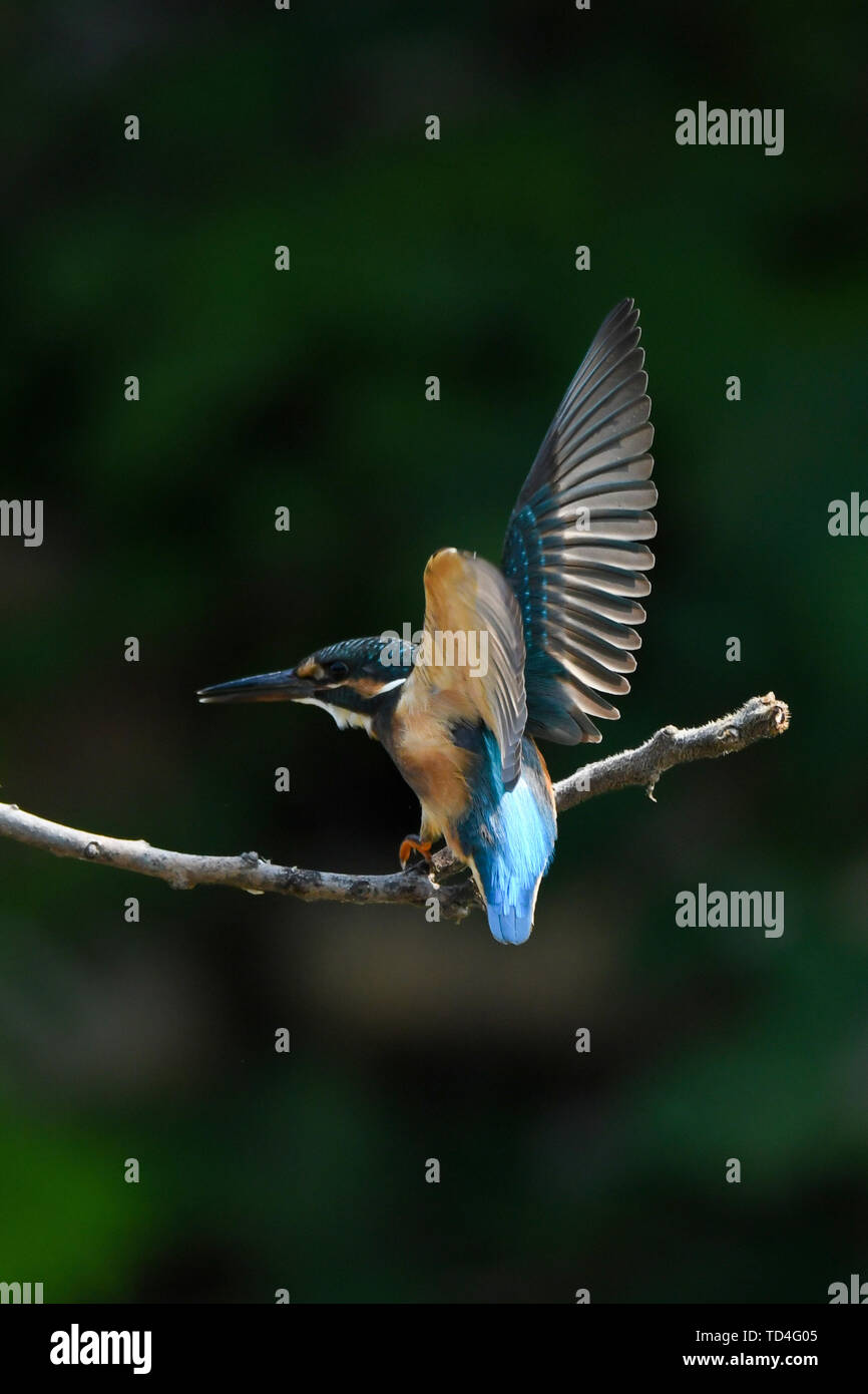 Flying Animals That Are Not Birds