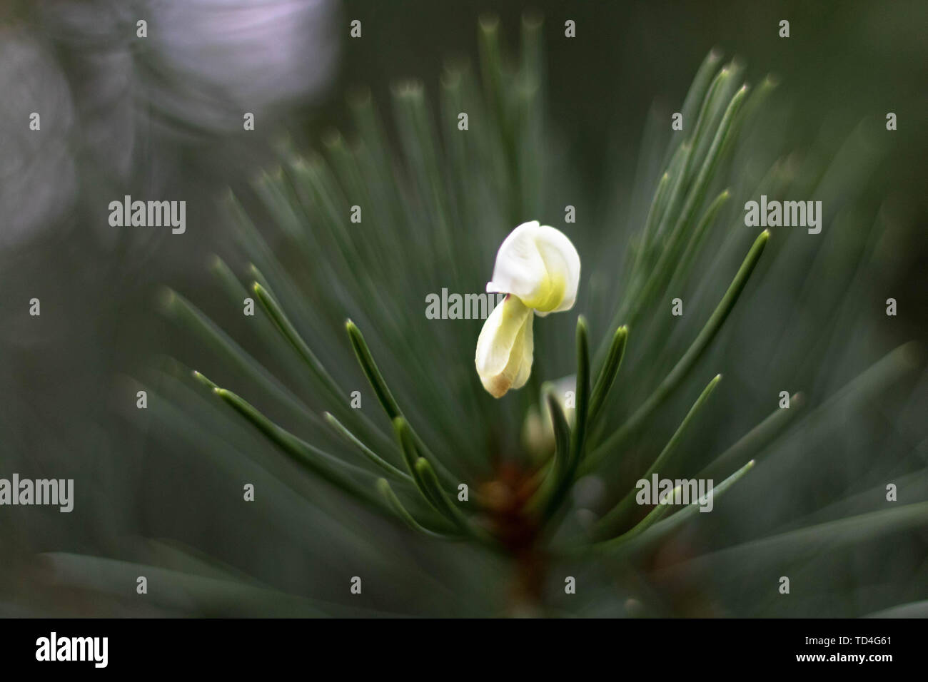 Zhao tuo park hi-res stock photography and images - Alamy