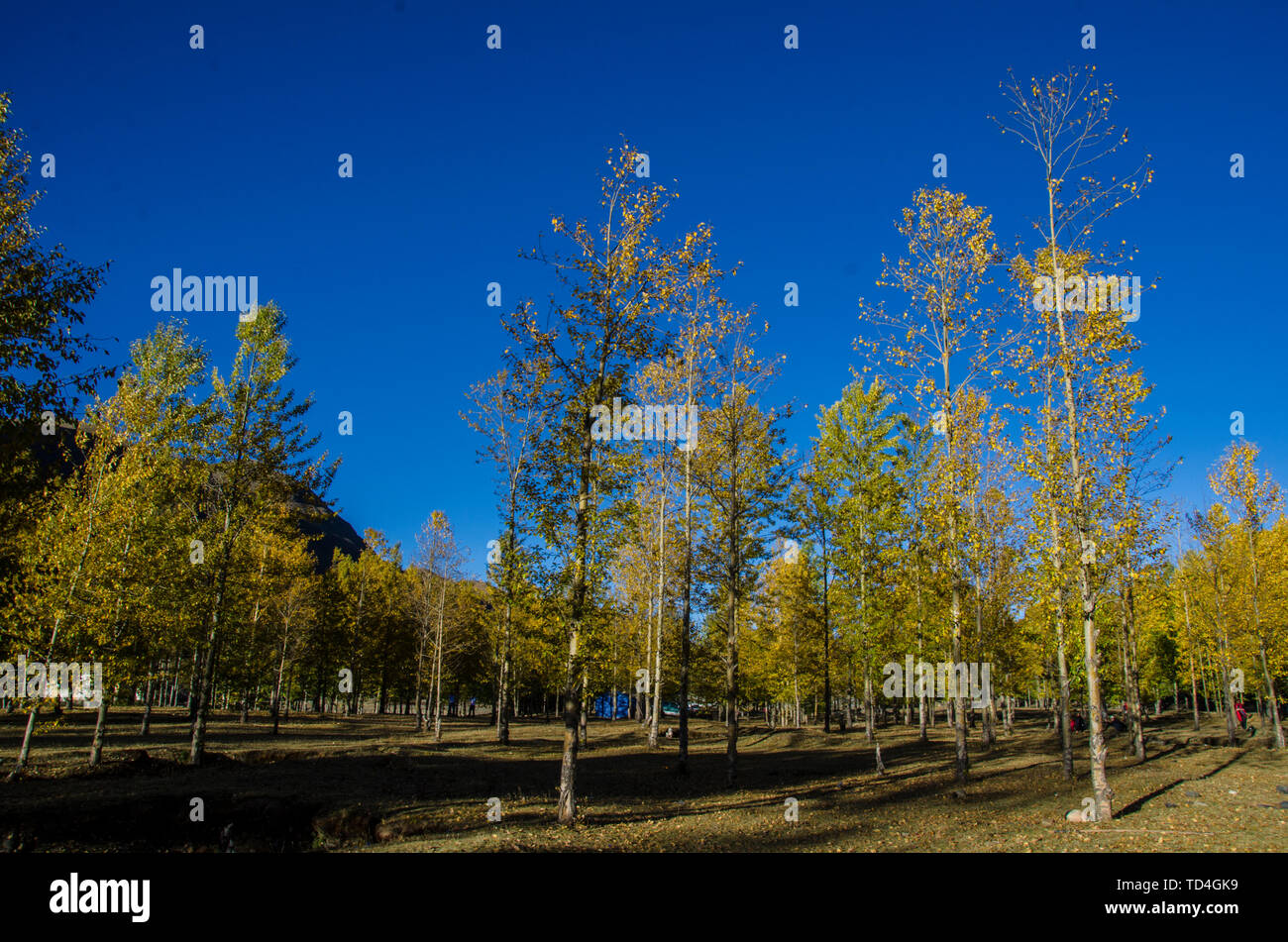 Xindu bridge and plateau scenery hi-res stock photography and images ...